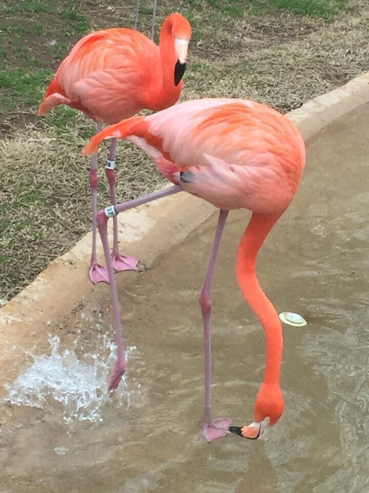 The 10 Most Surprising Zoo Jailbreaks in History | Cracked.com