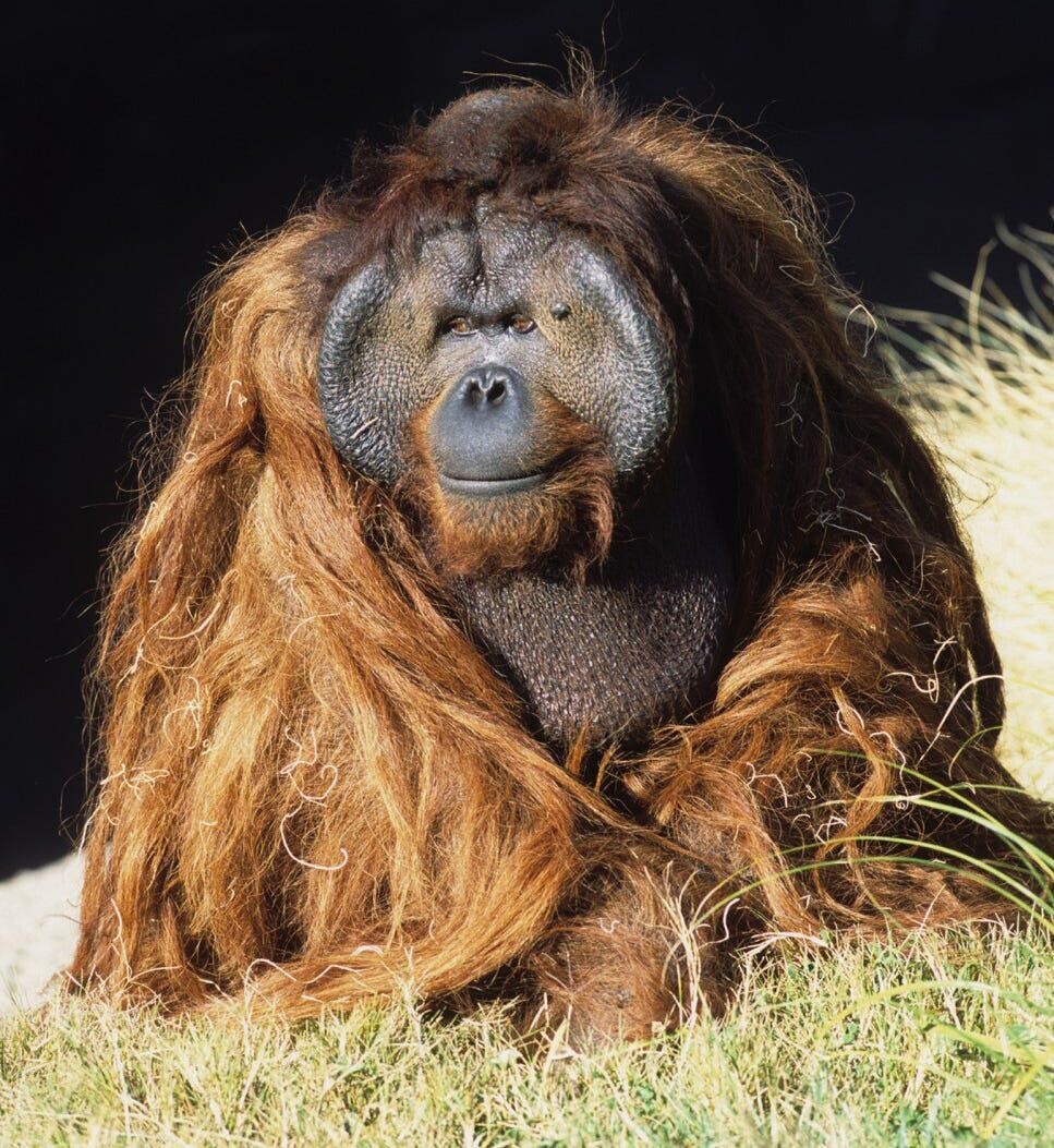 The 10 Most Surprising Zoo Jailbreaks in History | Cracked.com