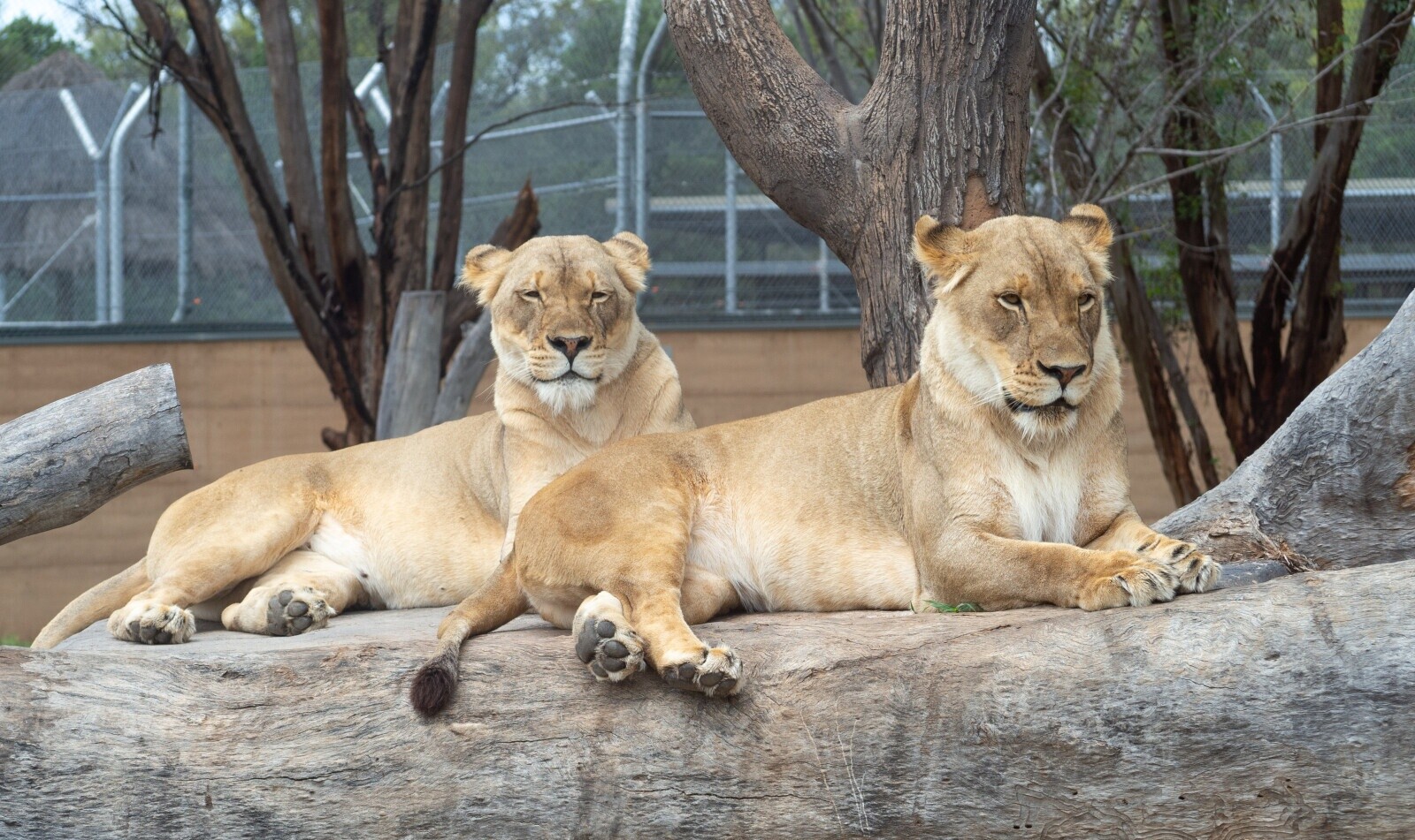 The 10 Most Surprising Zoo Jailbreaks in History | Cracked.com