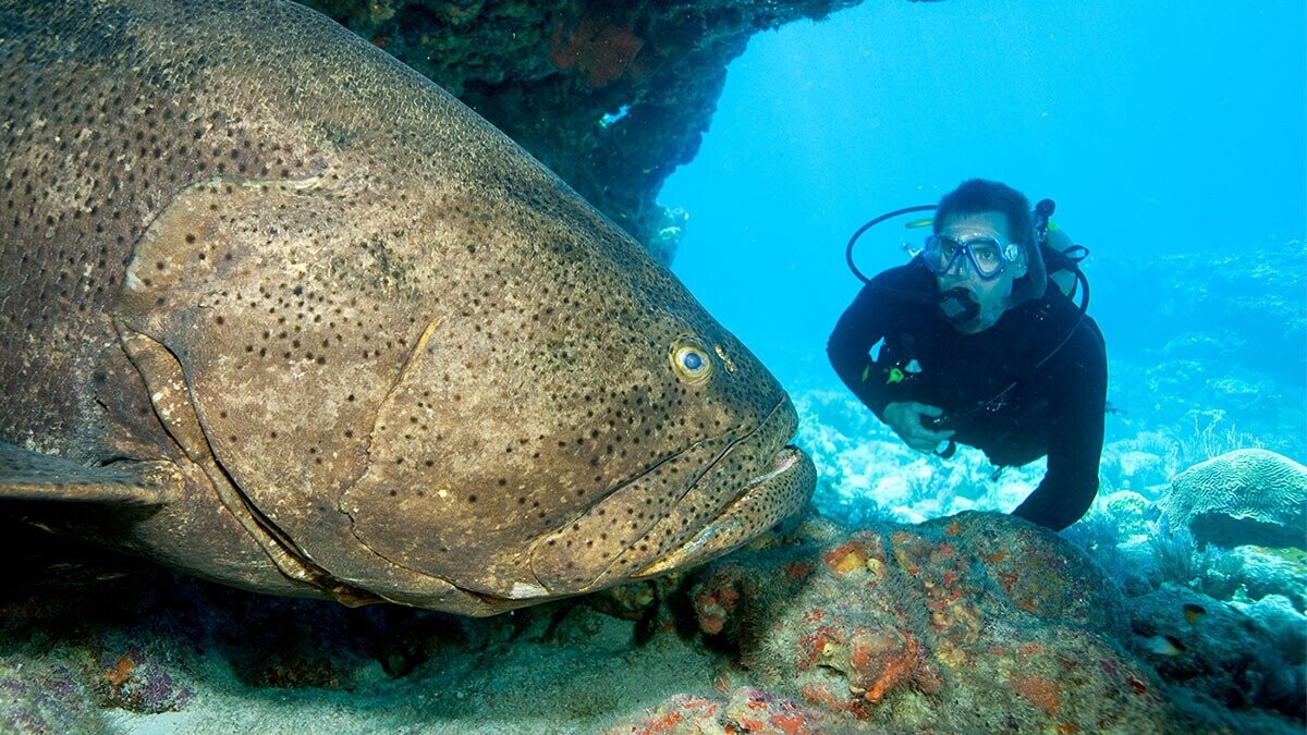 23 Terrifying Experiences of Underwater Divers | Cracked.com