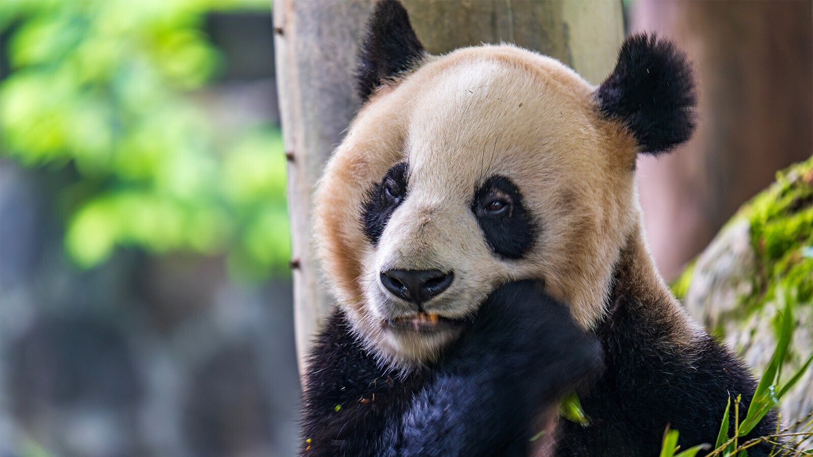 30 Refreshing Bits of Trivia to Swish Around Your Plaque-Ridden Skull ...