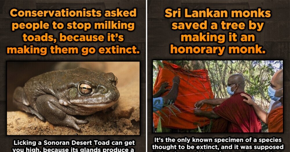 12 Weird-Yet-Real Things That Actually Happened | Cracked.com