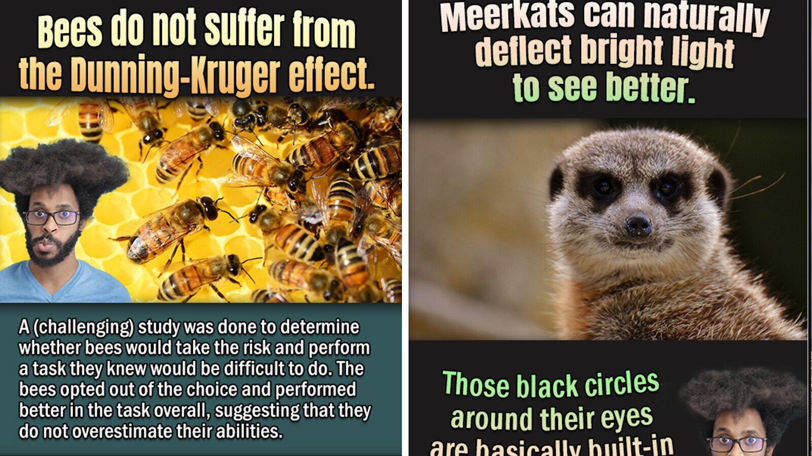 30 Facts About Animals That Prove They’re Superior to Humans | Cracked.com