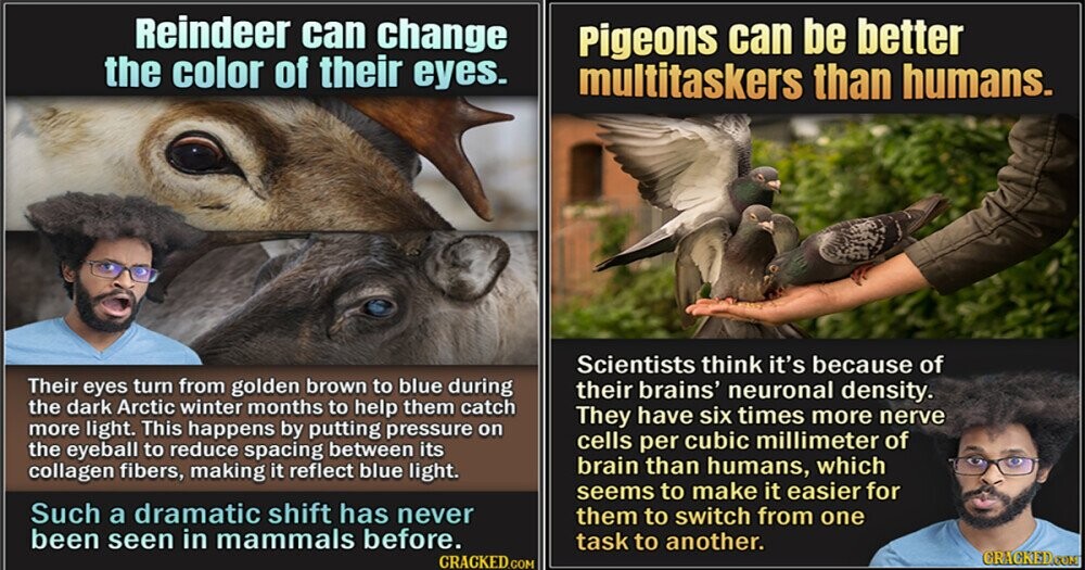 15 Animals With Envy-Inducing Biology | Cracked.com