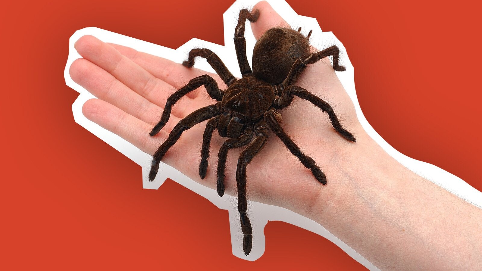 31 Size Comparisons That Gave Us Hypnagogic Hallucinations | Cracked.com