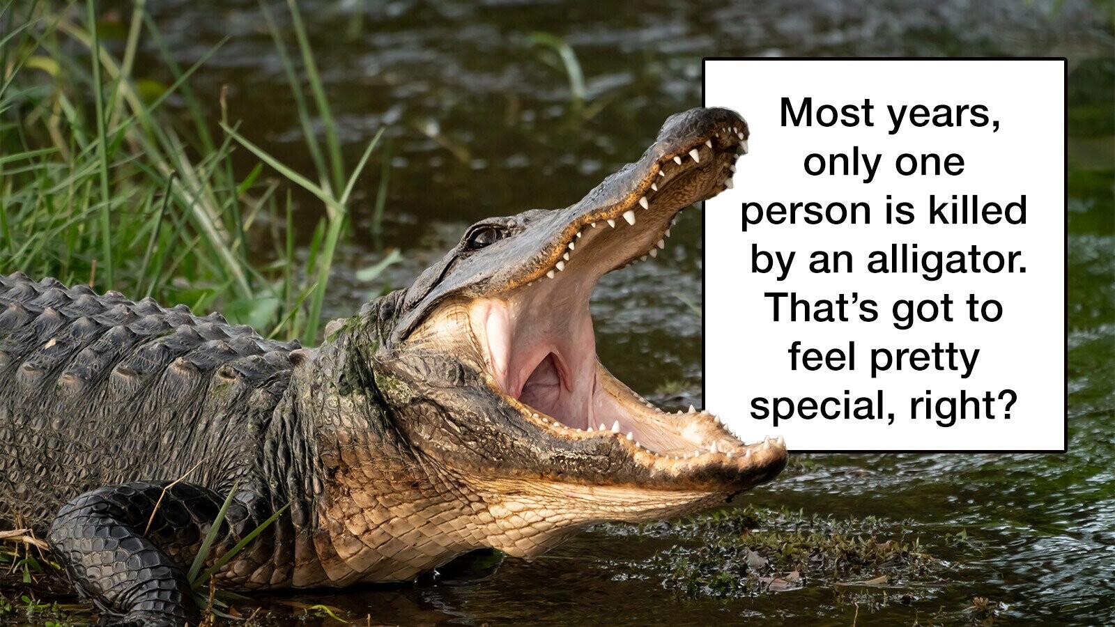 17 Dangerous Creatures You’d Feel Honored to Be Devoured By Because ...