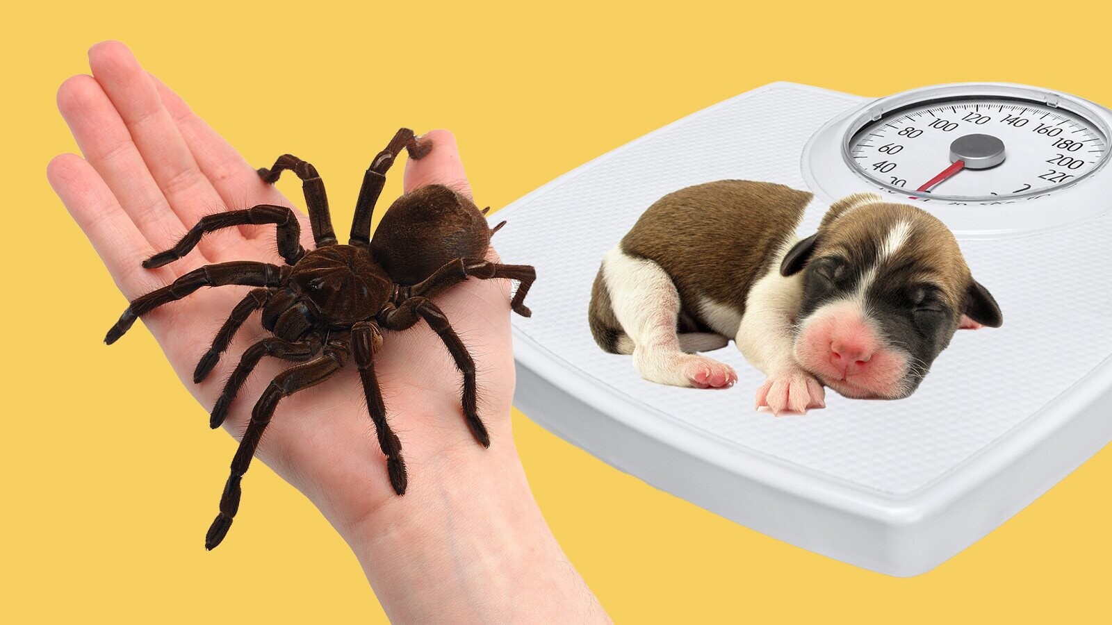 29 Double-Take-Inducing Size Comparisons | Cracked.com