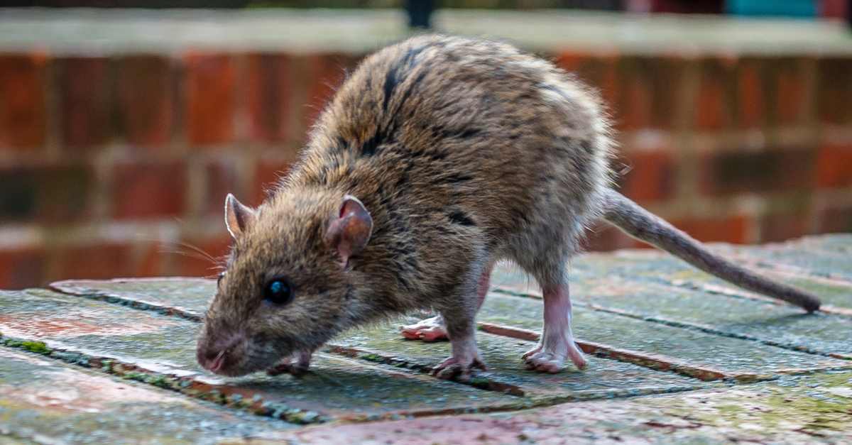 6 Creepy Realities Of The (Shockingly Real) Rat Hunting Game | Cracked.com