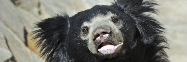 5 Terrifying Serial Killers Who Happened to Be Animals | Cracked.com