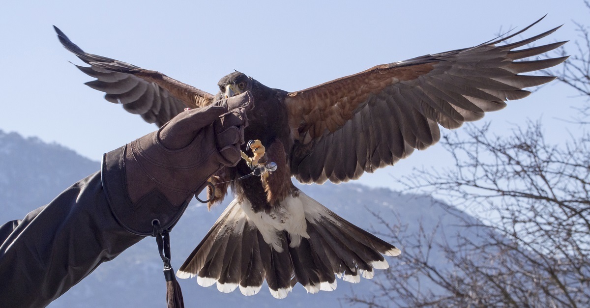 5 Reasons Hunting With Hawks Is Shockingly Awesome And Gross | Cracked.com