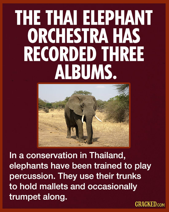 6 Animals That Are More Accomplished Than Most Of Us | Cracked.com