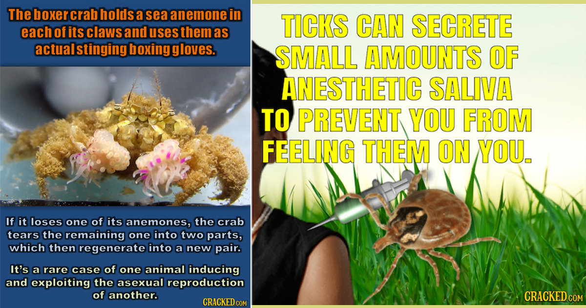 29 Animals That Are Secretly Evil Geniuses | Cracked.com